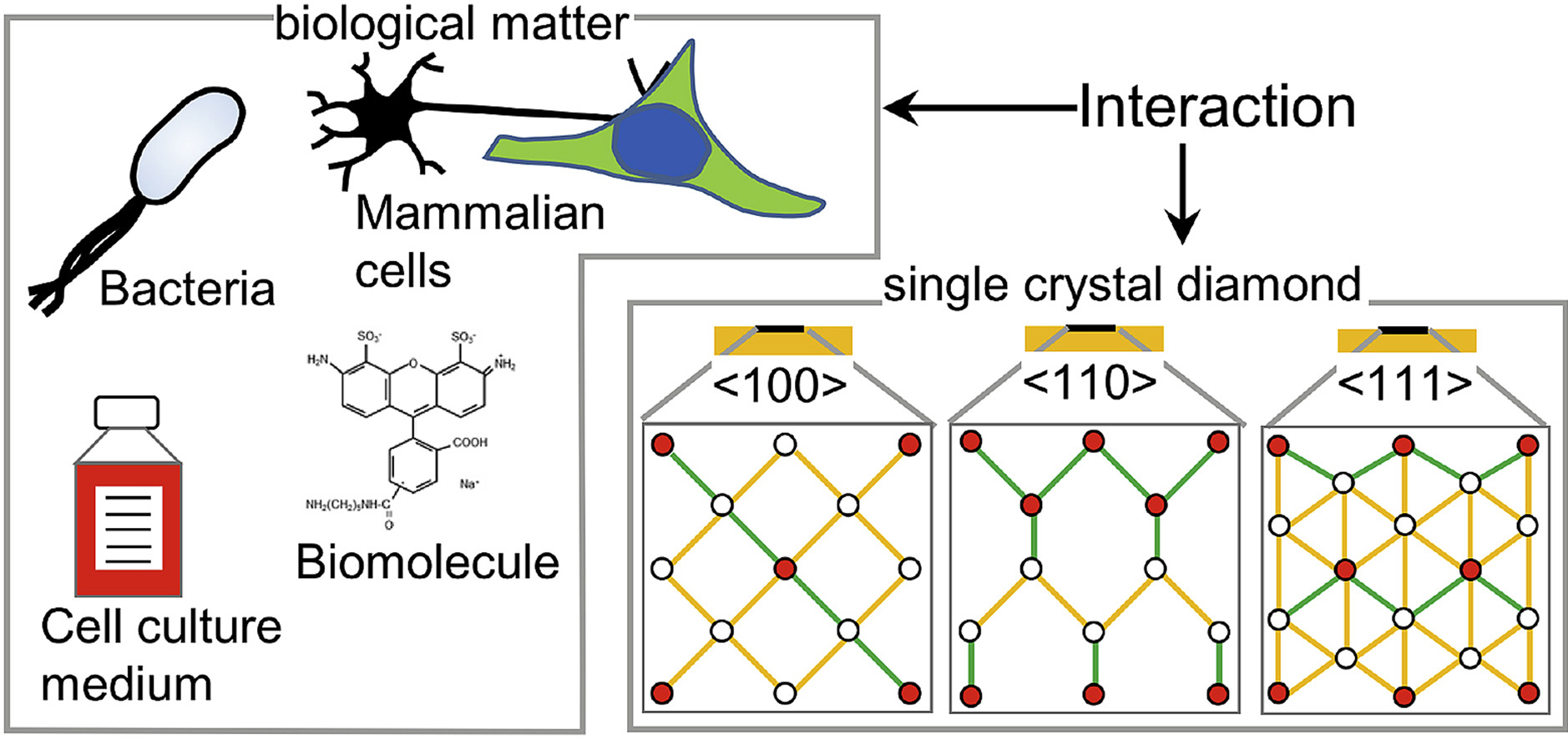 Influence of diamond crystal orientation on the interaction with ...
